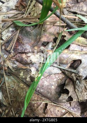 Thin-fruit Sedge (Carex flaccosperma) Plantae Stock Photo - Alamy