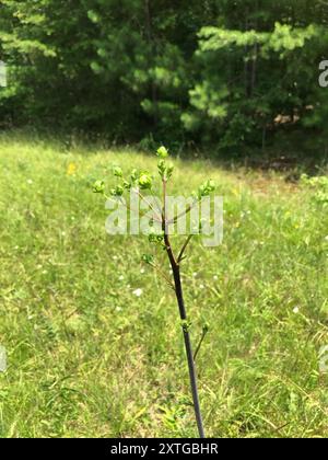 Kidney-leaf Rosinweed (Silphium compositum) Plantae Stock Photo - Alamy