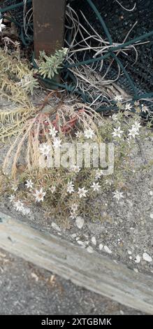 Spanish Stonecrop (Sedum hispanicum) Plantae Stock Photo - Alamy