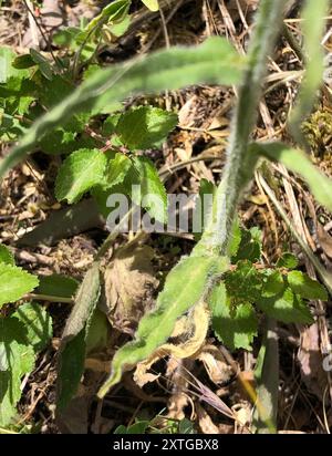 Rampion (Campanula rapunculus) Plantae Stock Photo - Alamy