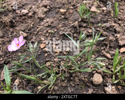 Longleaf Phlox (Phlox longifolia) Plantae Stock Photo - Alamy