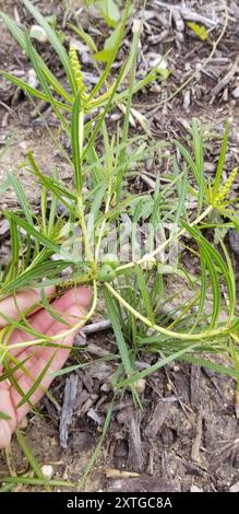 Texas Stillingia (Stillingia texana) Plantae Stock Photo - Alamy