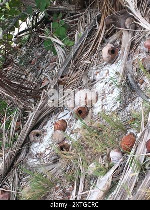 Mice, Rats, and Hamsters (Myomorpha) Mammalia Stock Photo - Alamy