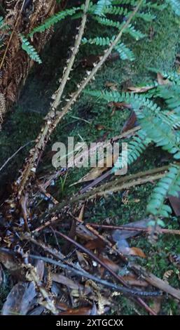 mother shield-fern (Polystichum proliferum) Plantae Stock Photo - Alamy