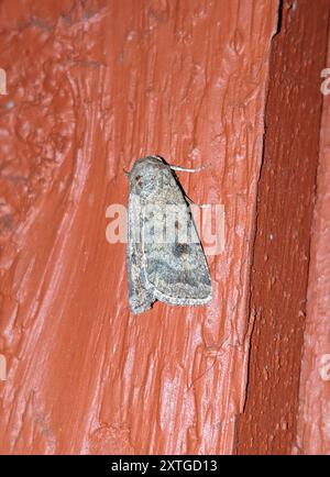 Mottled Rustic (Caradrina morpheus) Insecta Stock Photo - Alamy