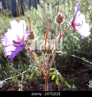 (Geranium linearilobum) Plantae Stock Photo - Alamy