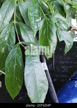 Oregon Ash (Fraxinus latifolia) Plantae Stock Photo - Alamy
