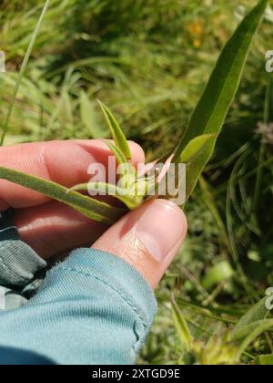 goldenweeds (Pyrrocoma) Plantae Stock Photo - Alamy