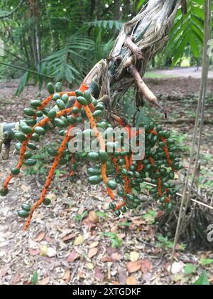 pacaya palm (Chamaedorea tepejilote) Plantae Stock Photo - Alamy