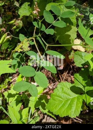 Sierra Nevada Peavine (Lathyrus nevadensis) Plantae Stock Photo - Alamy