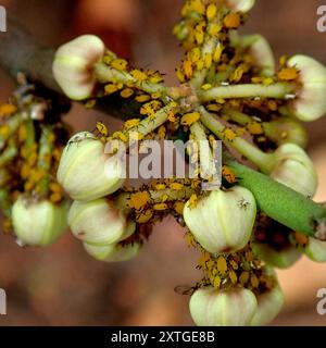 Common Caustic Vine (Cynanchum viminale viminale) Plantae Stock Photo ...