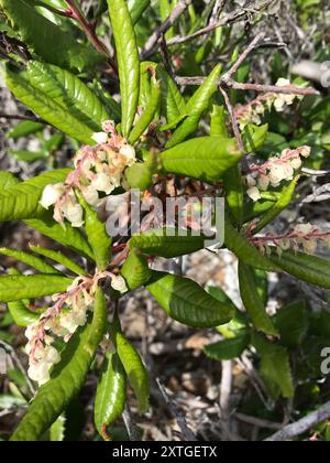summer holly (Comarostaphylis diversifolia), Plantae, San Dieguito ...
