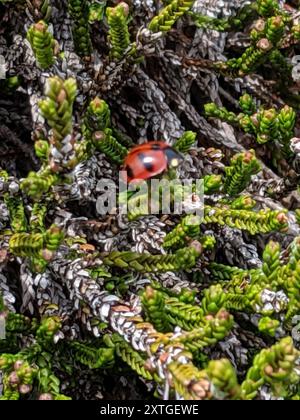 Mountain Lady Beetle (Coccinella monticola) Insecta Stock Photo - Alamy