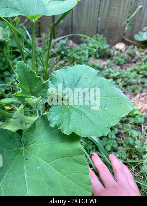 gourd family (Cucurbitaceae) Plantae Stock Photo - Alamy