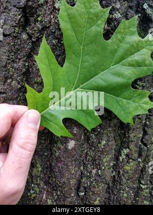 Shumard oak (Quercus shumardii) Plantae Stock Photo - Alamy