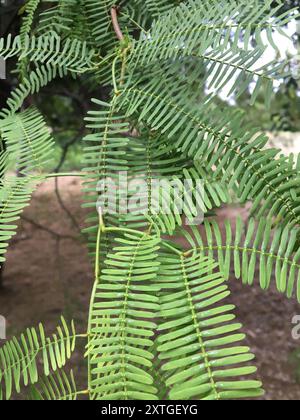 mesquite (Neltuma juliflora) Plantae Stock Photo - Alamy