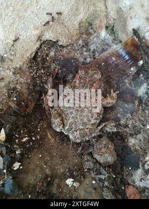 Balearic Green Toad (Bufotes viridis balearicus) Amphibia Stock Photo ...