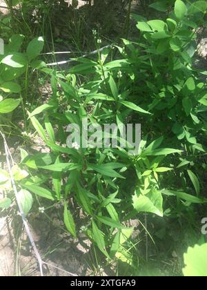 Seneca snakeroot (Polygala senega) Plantae Stock Photo - Alamy
