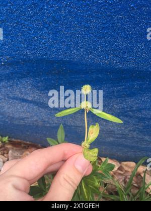 shrubby false buttonweed (Spermacoce verticillata) Plantae Stock Photo ...