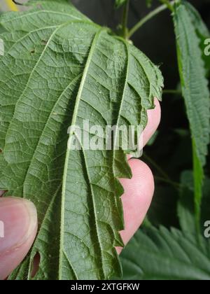Fen Nettle (Urtica galeopsifolia) Plantae Stock Photo - Alamy