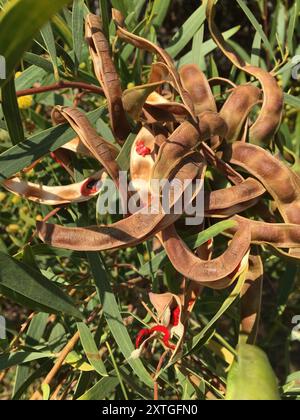 western coastal wattle (Acacia cyclops) Plantae Stock Photo - Alamy