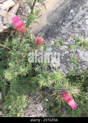 Arizona thistle (Cirsium arizonicum) Plantae Stock Photo - Alamy
