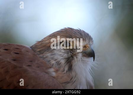 The Nankeen Kestrel is a slender falcon and is a relatively small ...