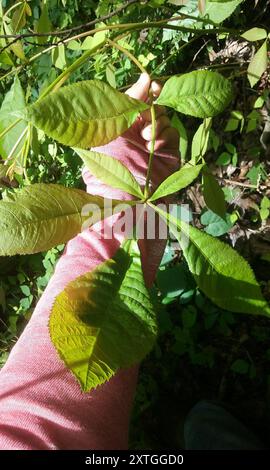 buckeyes and horse-chestnuts (Aesculus) Plantae Stock Photo - Alamy