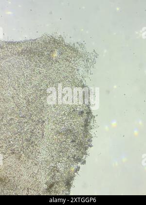 (Resinomycena rhododendri) Fungi Stock Photo - Alamy