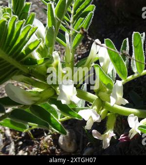 Locoweed (Oxytropis) Plantae Stock Photo - Alamy
