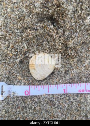 Cross-barred Venus (Chione elevata) Mollusca Stock Photo - Alamy