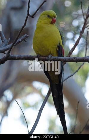 the female regent parrot has a light green body with a orange beak ...