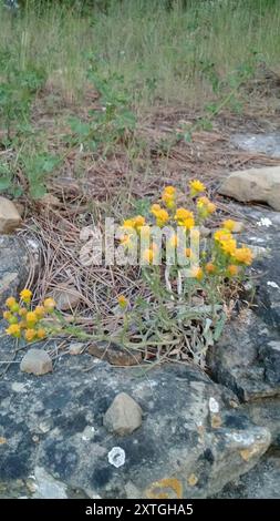 woolly groundsel (Packera cana) Plantae Stock Photo - Alamy