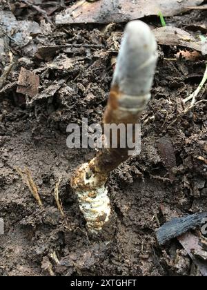 Fawn vegetable Caterpillar (Cordyceps hawkesii) Fungi Stock Photo - Alamy