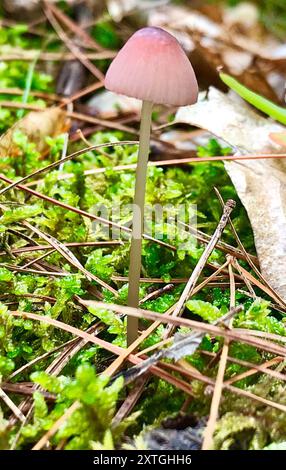 purple-edge bonnet (Mycena purpureofusca) Fungi Stock Photo - Alamy