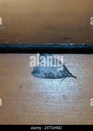 Hop Vine Snout (Hypena humuli) Insecta Stock Photo - Alamy