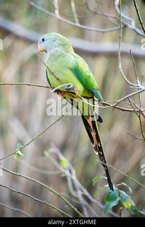 the female superb parrot has a green body and an orange beak Stock ...