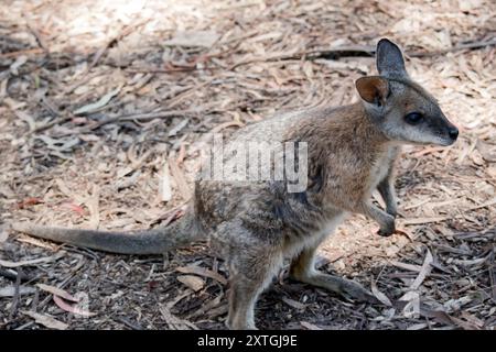 The tammar wallaby is a small grey wallaby with tan arms and white ...