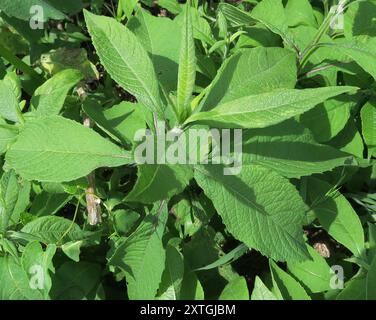 Wingstem (Verbesina alternifolia) Plantae Stock Photo - Alamy