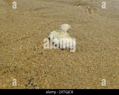 Red Coralline Algae (Jania) Plantae Stock Photo - Alamy