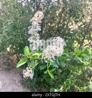 deerbrush ceanothus (Ceanothus integerrimus) Plantae Stock Photo - Alamy