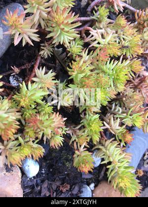 Reflexed Stonecrop (Petrosedum rupestre), Plantae, North Carolina, US ...