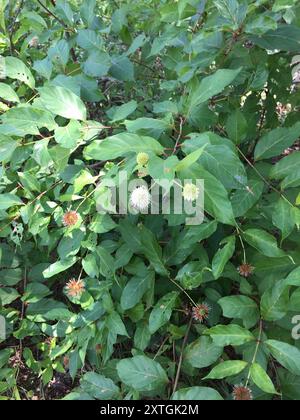 buttonbush (Cephalanthus occidentalis) Plantae Stock Photo - Alamy