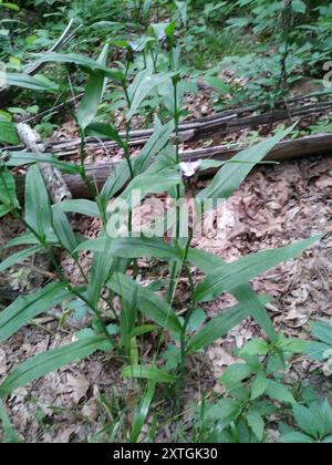 Zigzag Spiderwort (Tradescantia subaspera) Plantae Stock Photo - Alamy