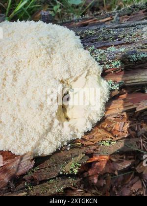 (Fuligo septica candida) Protozoa Stock Photo - Alamy