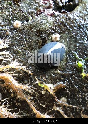 True Limpets (Patellogastropoda) Mollusca Stock Photo - Alamy
