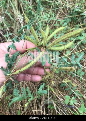 Roemer's sensitive briar (Mimosa quadrivalvis platycarpa) Plantae Stock ...