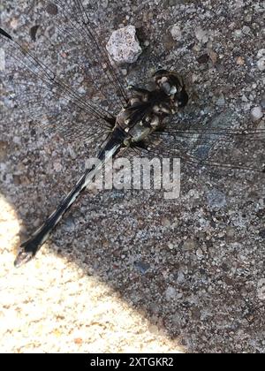 Common Sanddragon (Progomphus obscurus) Insecta Stock Photo - Alamy