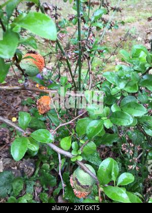 quince rust (Gymnosporangium clavipes) Fungi Stock Photo - Alamy