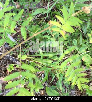 littleleaf sensitive-briar (Mimosa microphylla) Plantae Stock Photo - Alamy